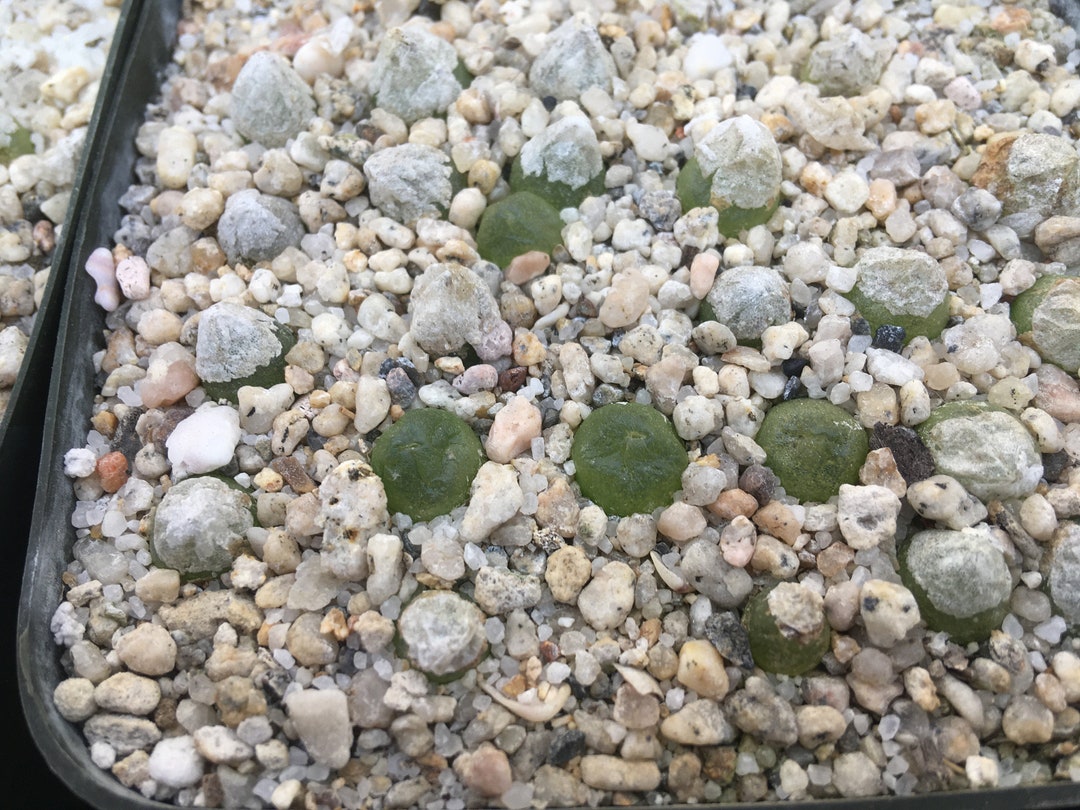 Conophytum Hammeri SH2108 — Three Plants - Etsy