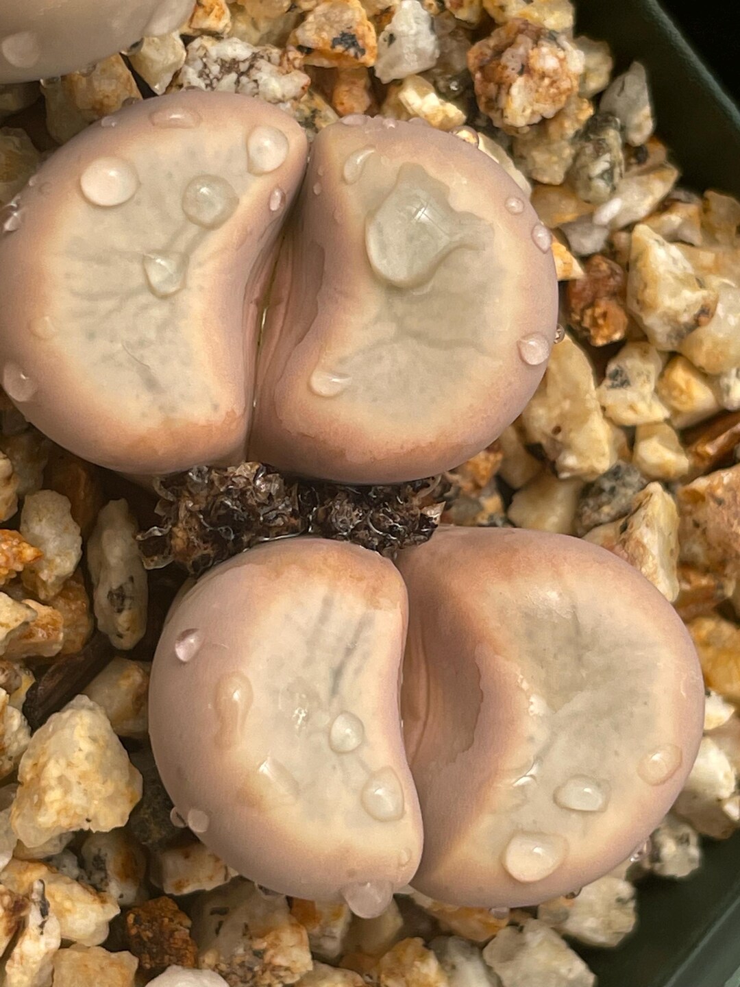 Lithops Meyeri 2 Two-headed Plants - Etsy