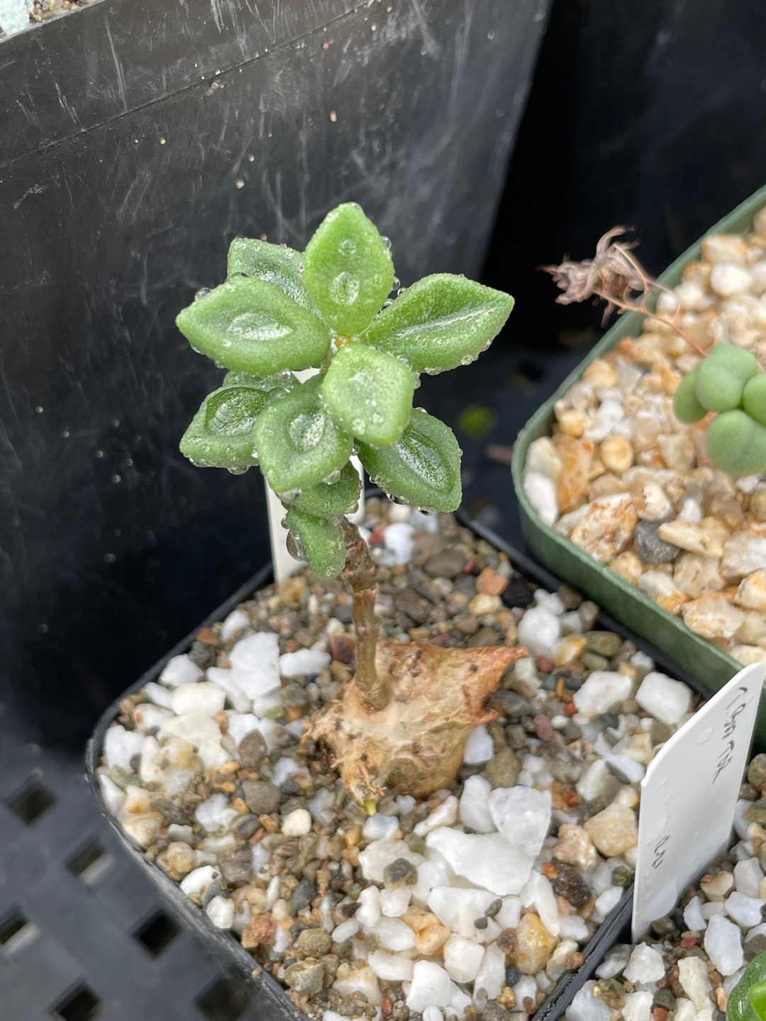 Tylecodon Bodleyae Torulosus Exquisite Seed Grown Plants - Etsy