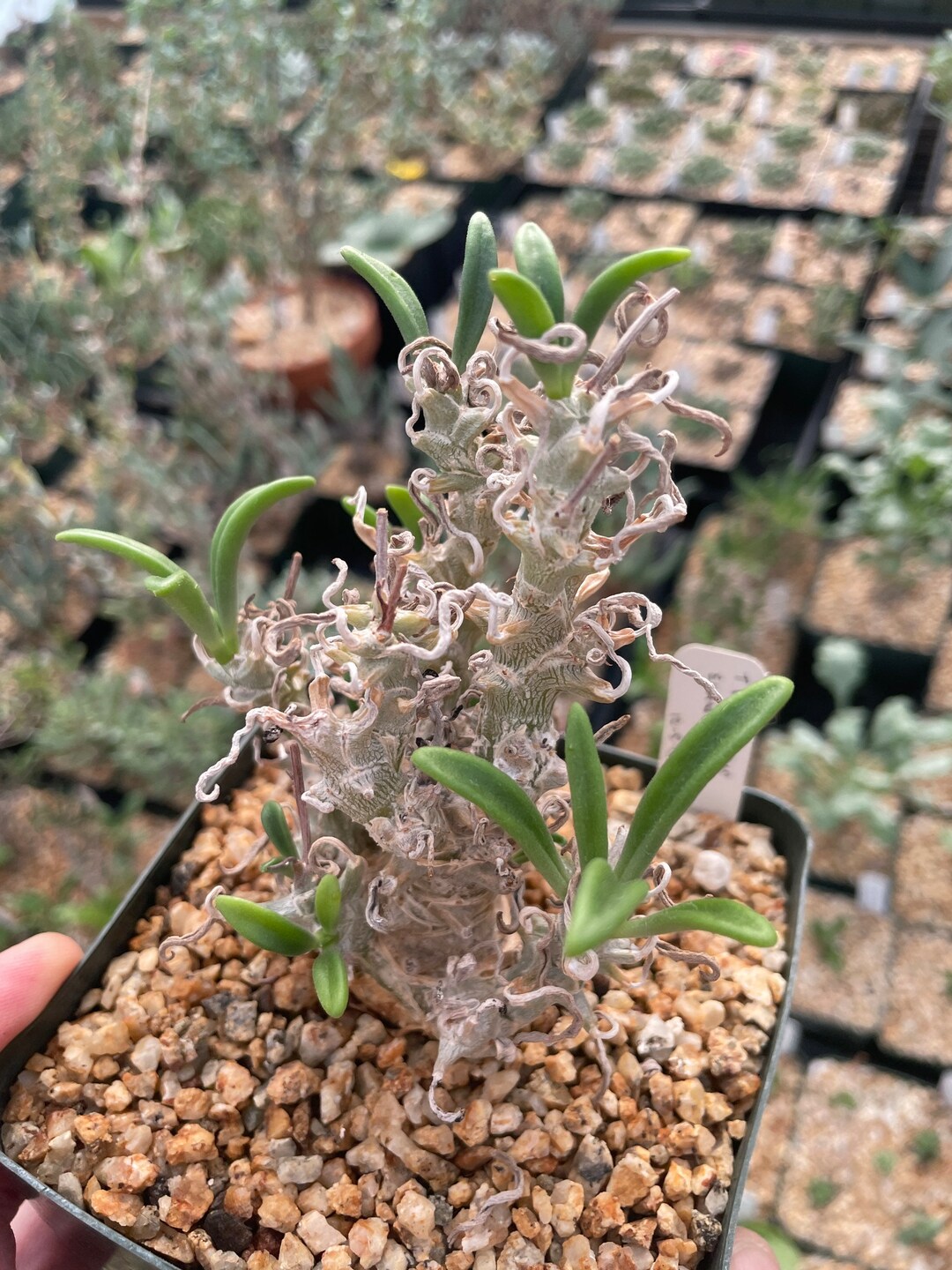 Tylecodon Ventricosus Elandsberg Mature Plant - Etsy