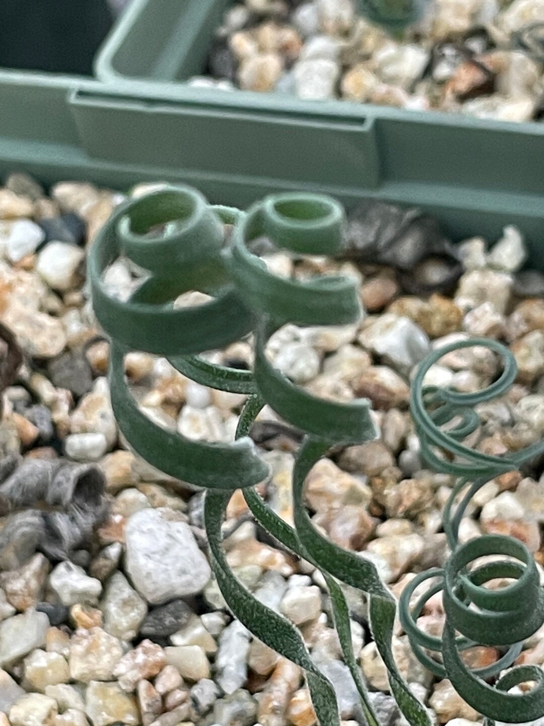 Gethyllis Villosa -- Two Mature Bulbs - Etsy