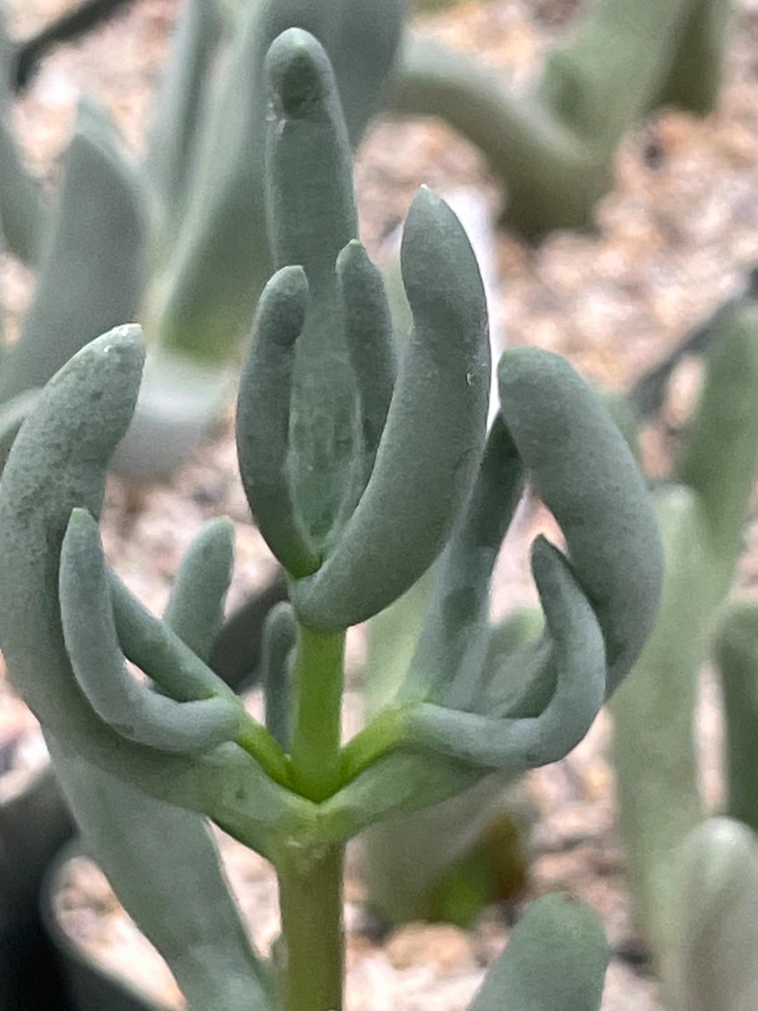 Stoeberia Arborea — the Tallest Mesemb - Etsy