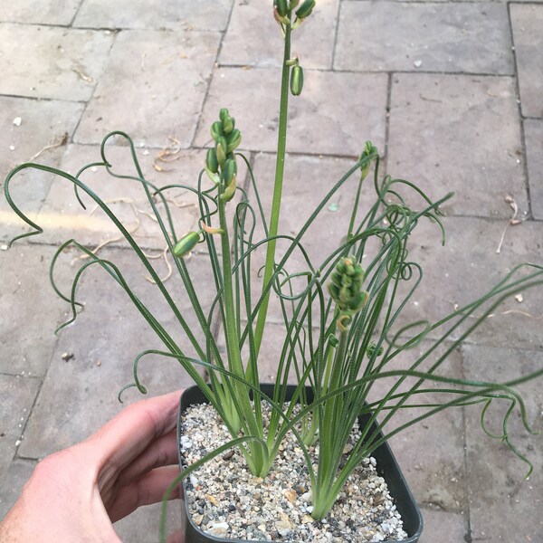 Albuca - Etsy
