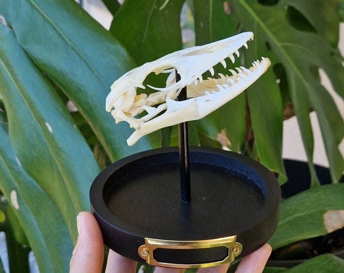 Real Monitor Lizard Skull - Etsy