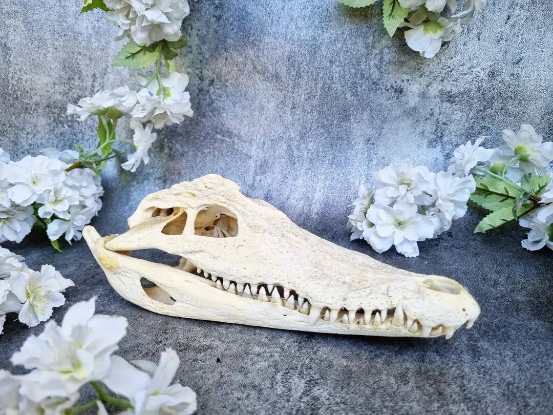 Real Alligator Skull - Etsy