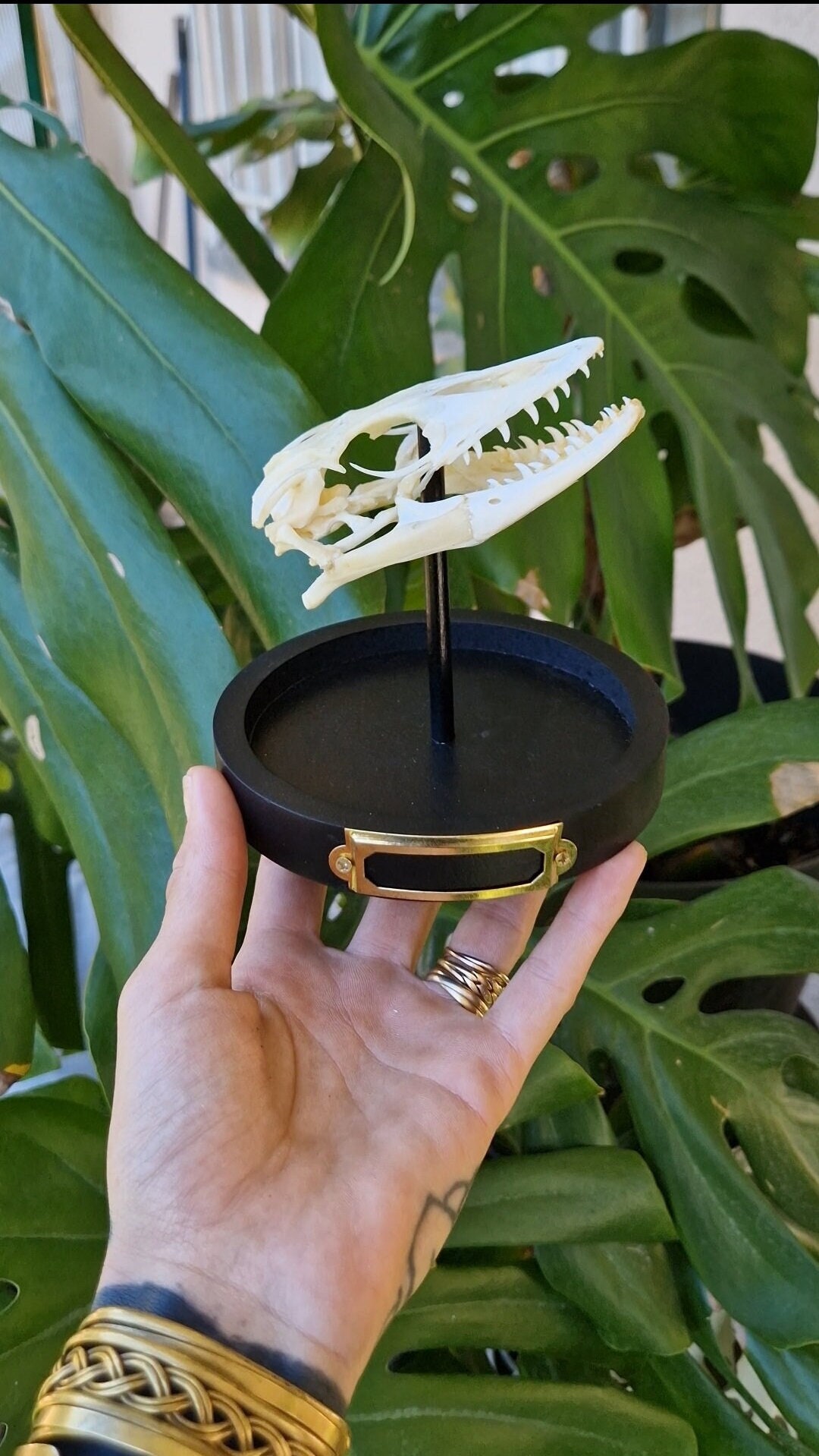 Real Monitor Lizard Skull - Etsy