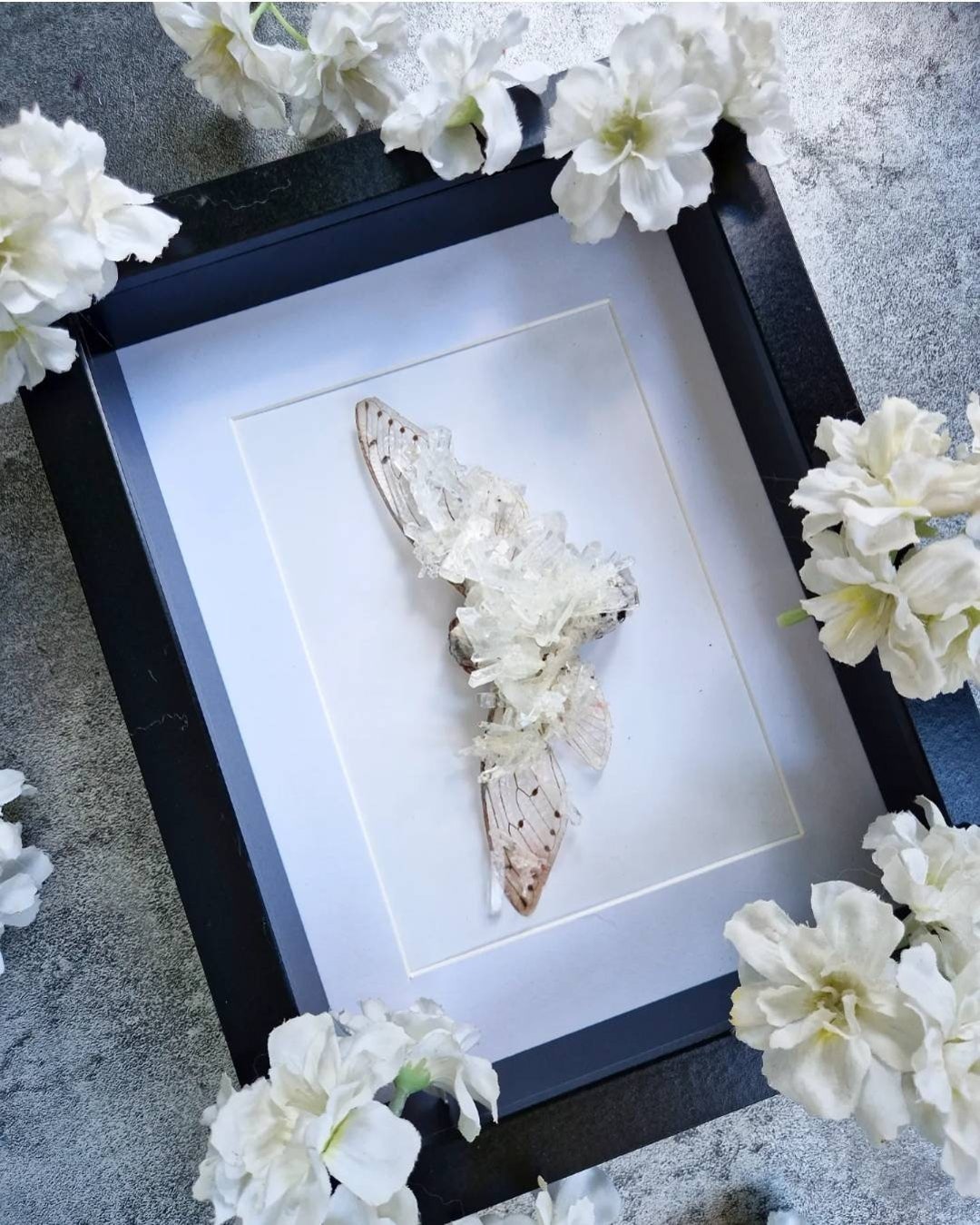 Real Crystallized Giant Cicada From Thailand - Etsy UK
