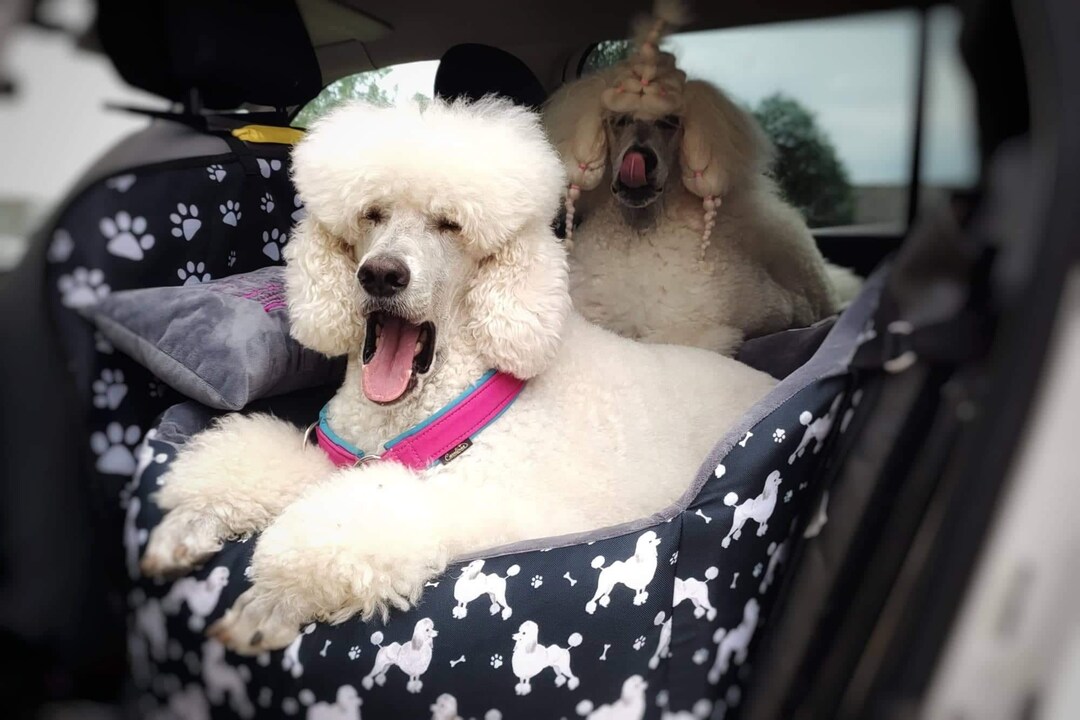Poodle Pattern Dog Car Seat: Personalized Pet Carrier Bed - Etsy