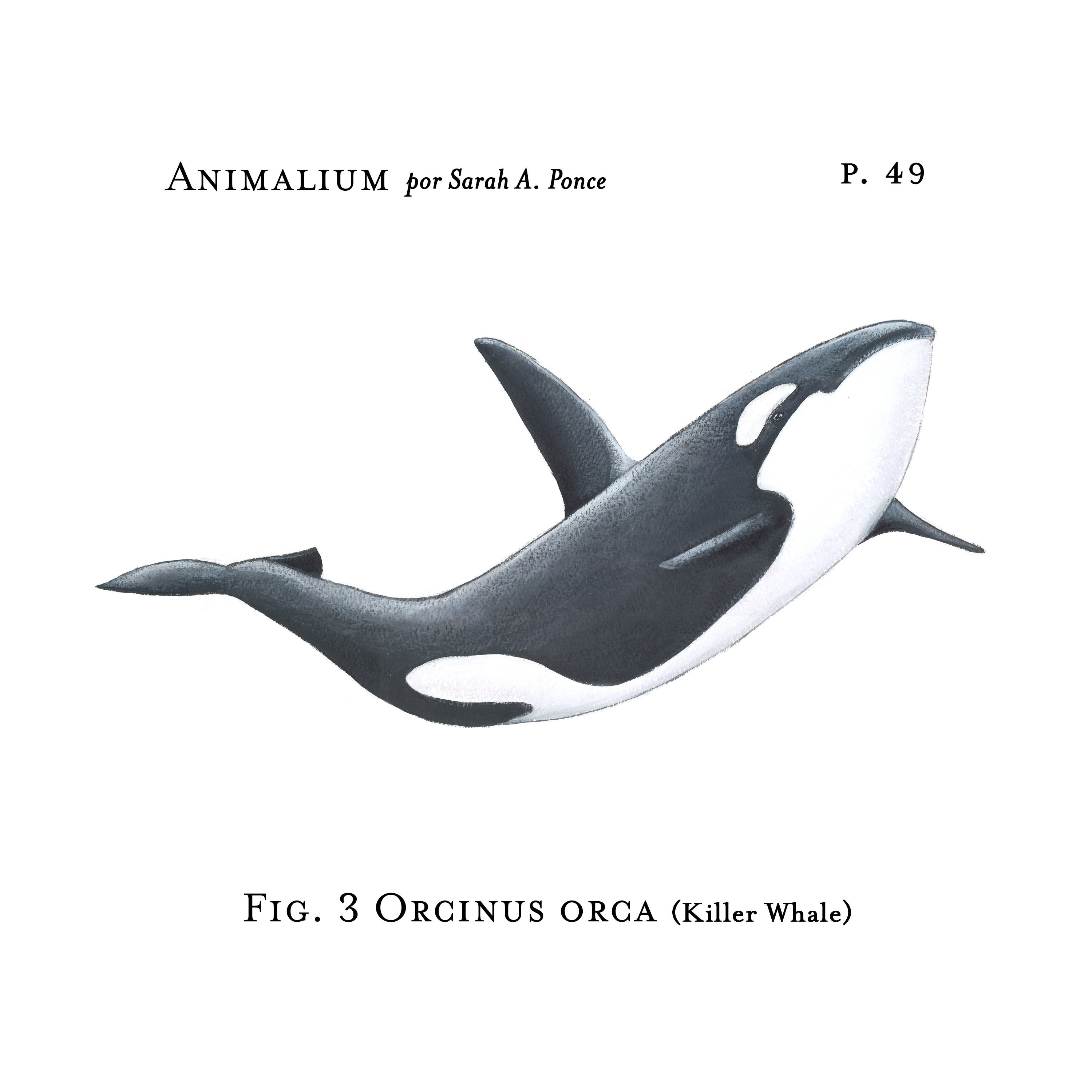 Orca Killer Whale Scientific Illustration Art Print - Etsy