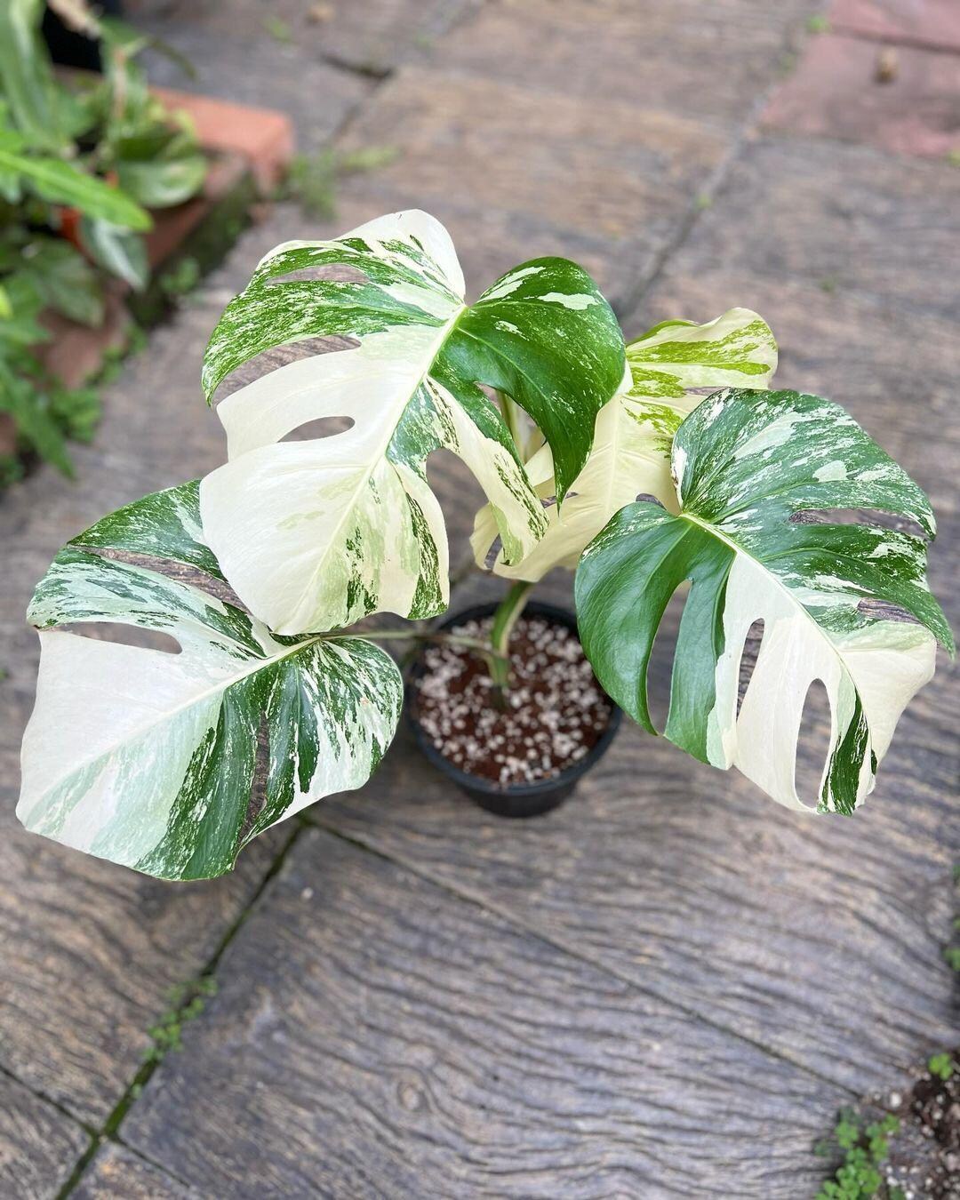 Monstera White Tiger Variegated big Size Free Phytosanitary DHL Express ...