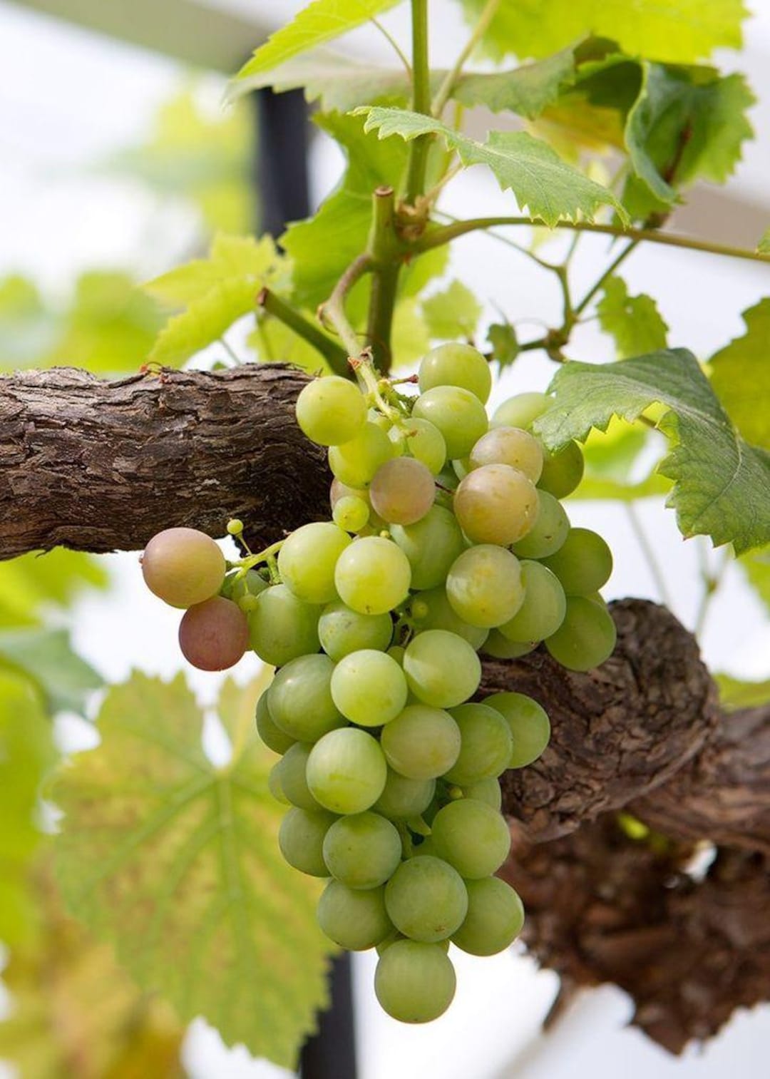 Grafted Fruit Tree Harold Grape Good Condition & Free Phytosanitary DHL ...