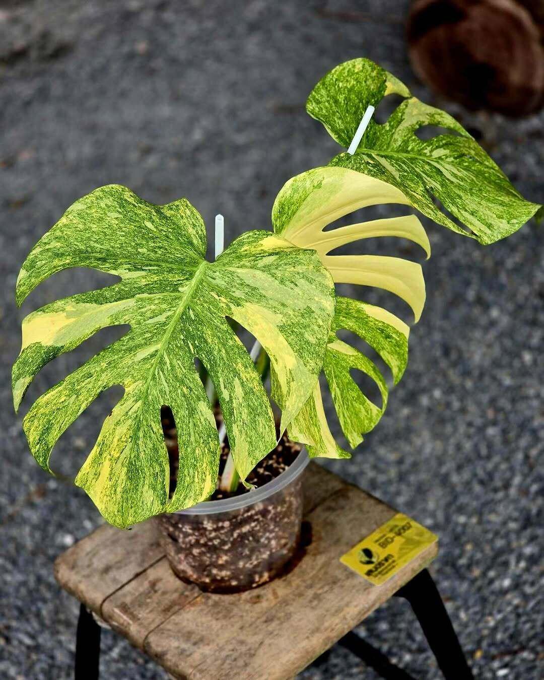REAL PICTURE Monstera Deliciosa Legacy Variegated big Size Free ...