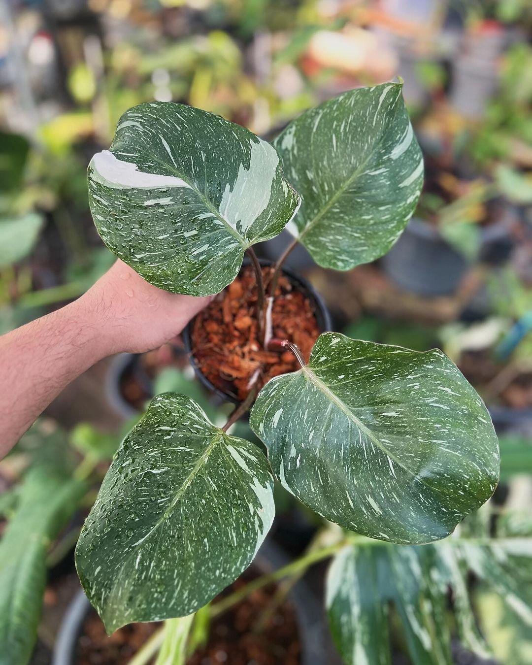 Philodendron White Knight Marble Variegated medium Size & Free ...