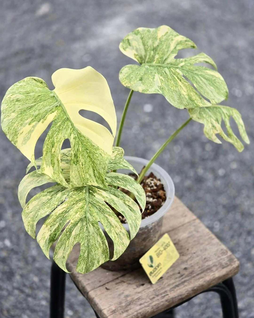 REAL PICTURE Monstera Deliciosa Legacy Variegated big Size Free ...
