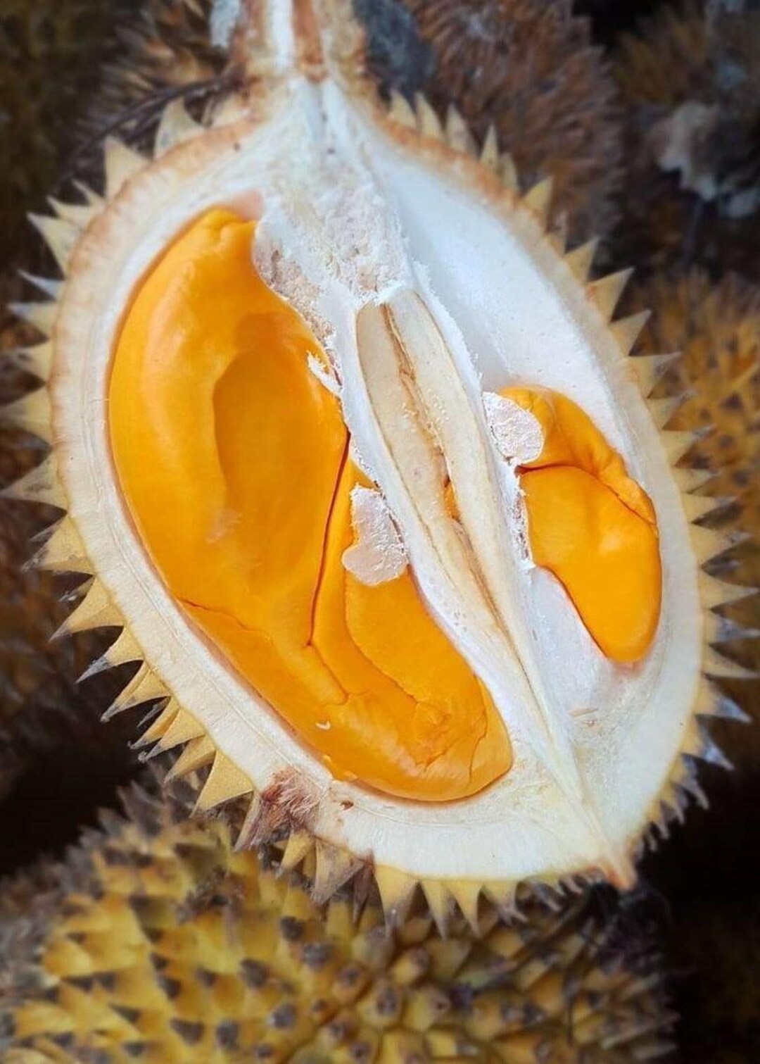 Grafted Fruit Tree Durian Lai sp. Kalimantan Indonesia Good Condition ...