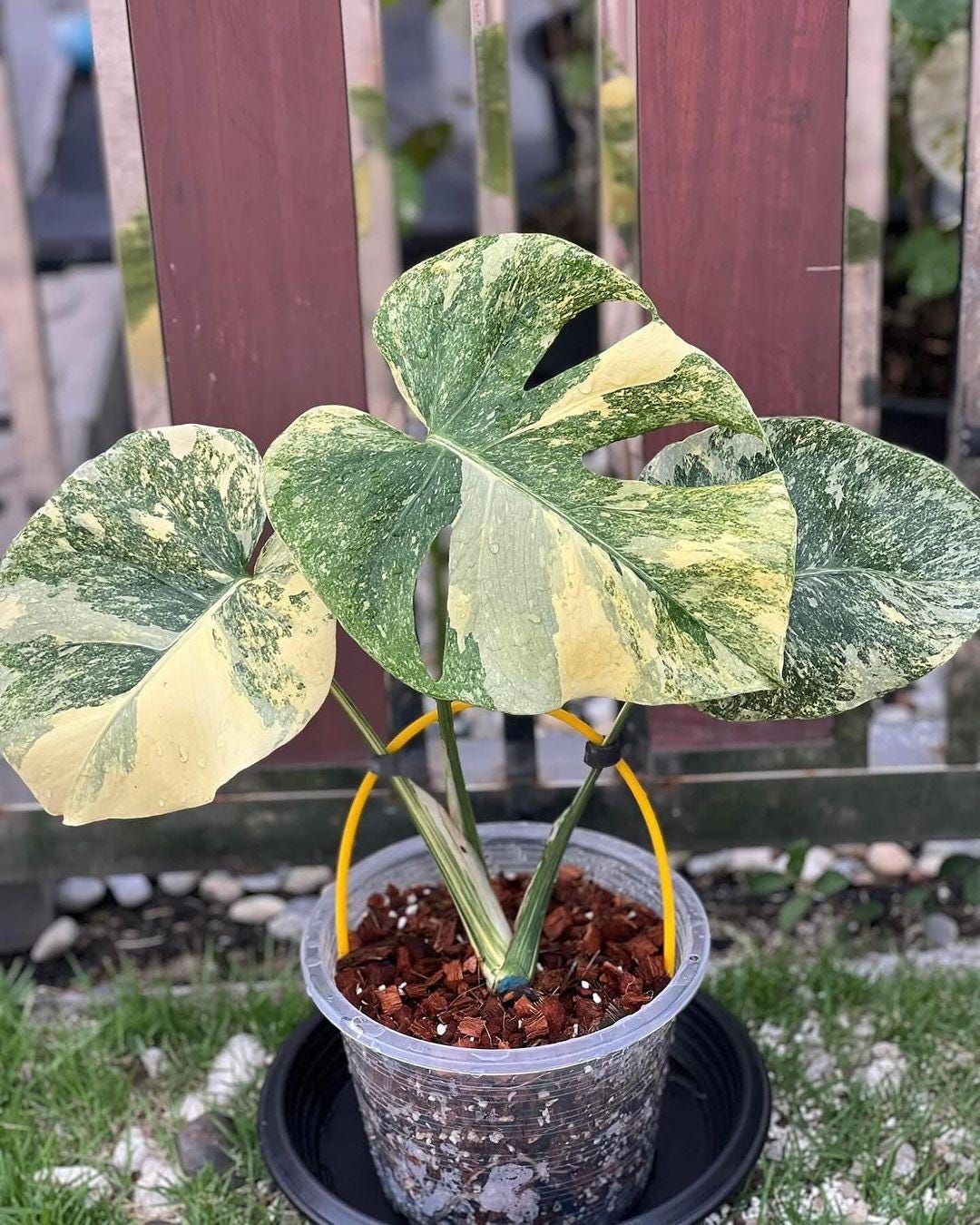 Monstera Deliciosa Legacy Variegated 3 Leaf Medium Size Free ...