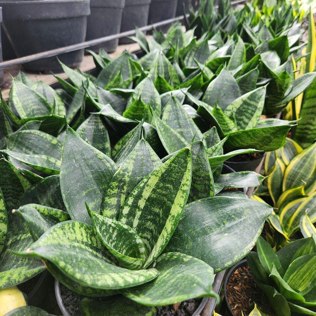 Sansevieria Hanni Martin Good Condition & Free Phytosanitary DHL ...