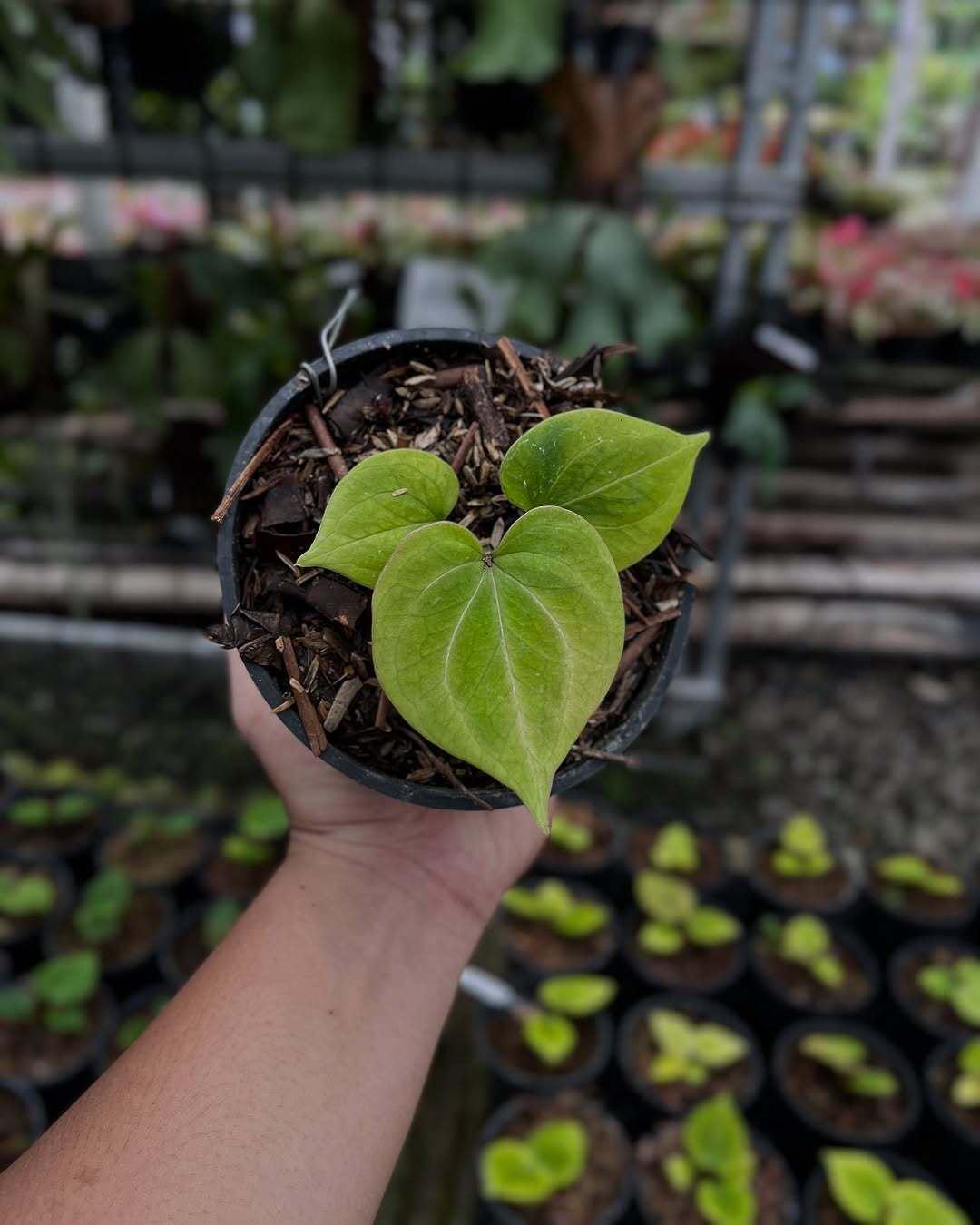 Anthurium King of Spades Golden by HU from Seedling Good Condition ...