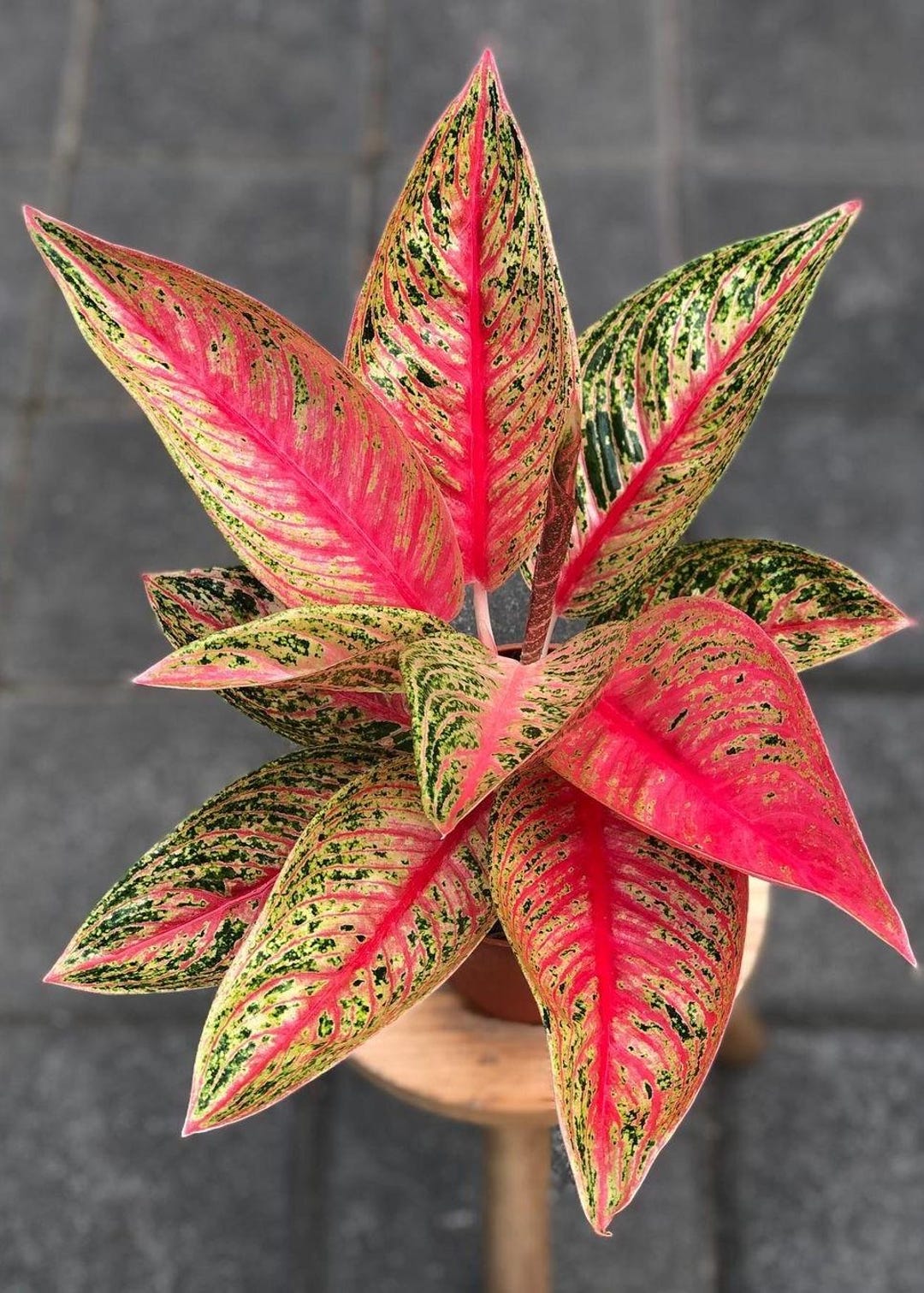Aglaonema Red Legacy Good Condition Free Phytosanitary DHL Express - Etsy