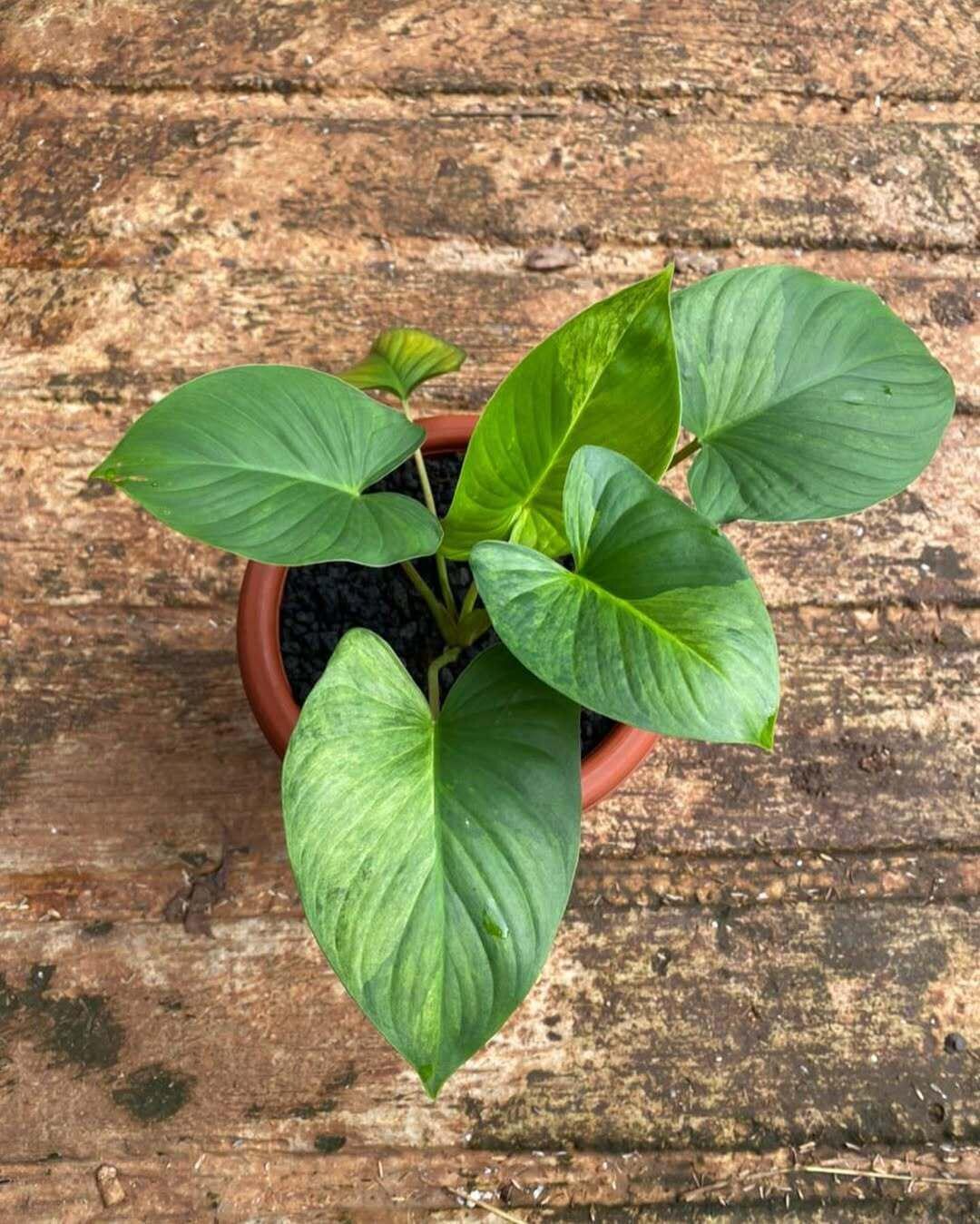 Homalomena Pendula Variegated SP Borneo/kalimantan Free Phytosanitary ...