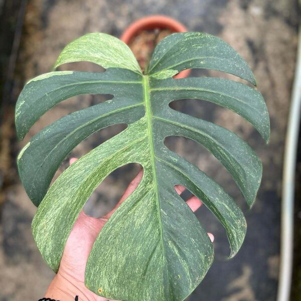 Monstera Devil - Etsy