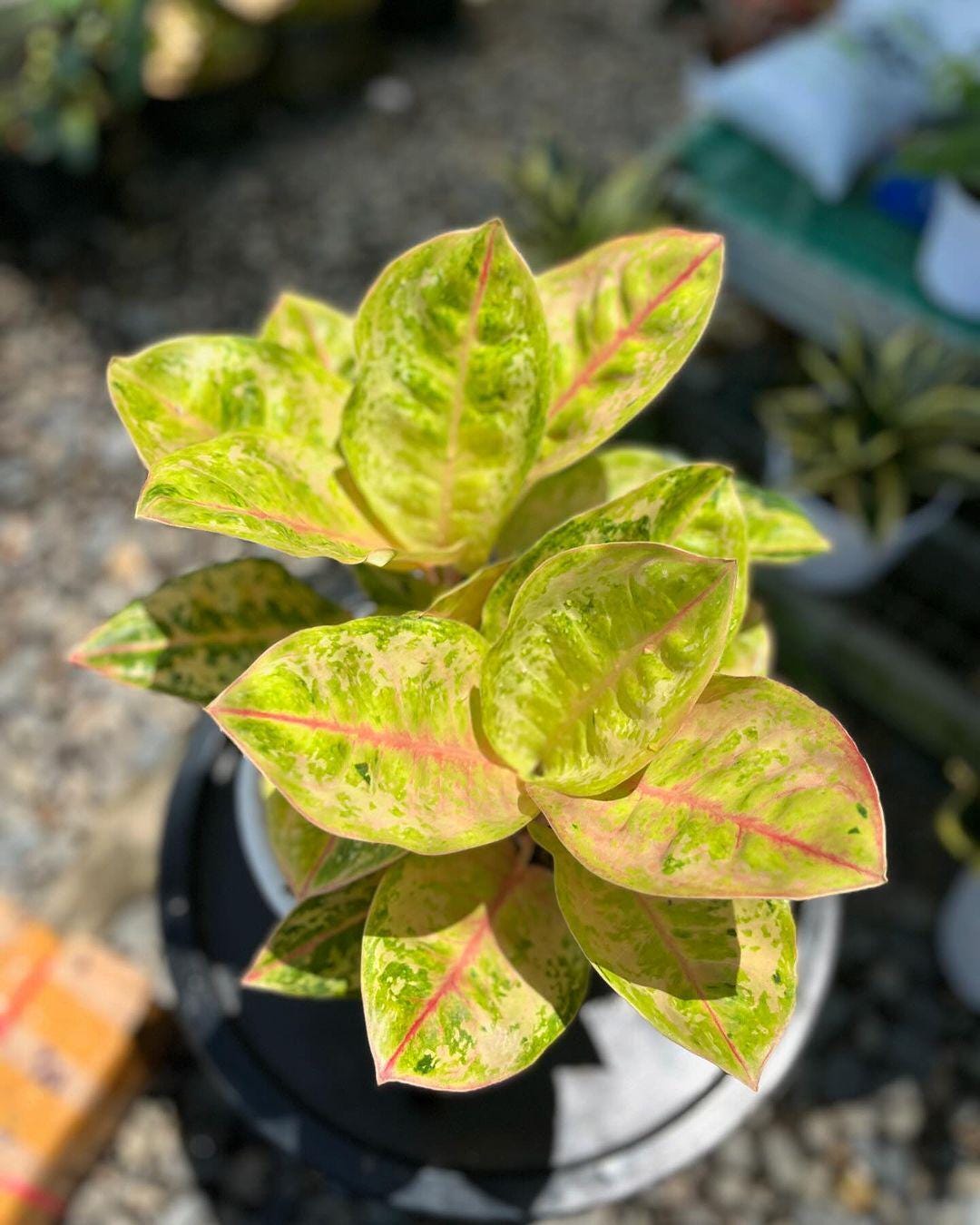 Aglaonema Ayu Green Good Condition & Free Phytosanitary DHL Express - Etsy