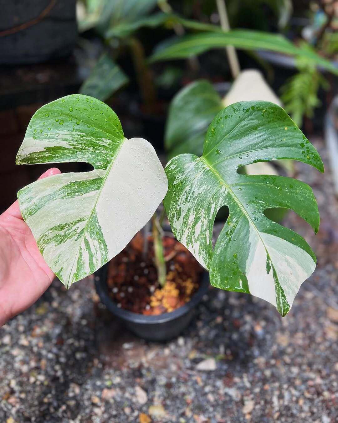 Monstera White Tiger Variegated 2 Leaf Free Phytosanitary DHL Express ...
