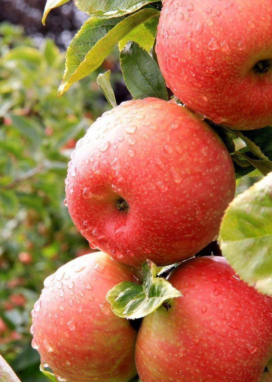 Grafted Fruit Tree Apple Royal Gala Good Condition & Free Phytosanitary ...