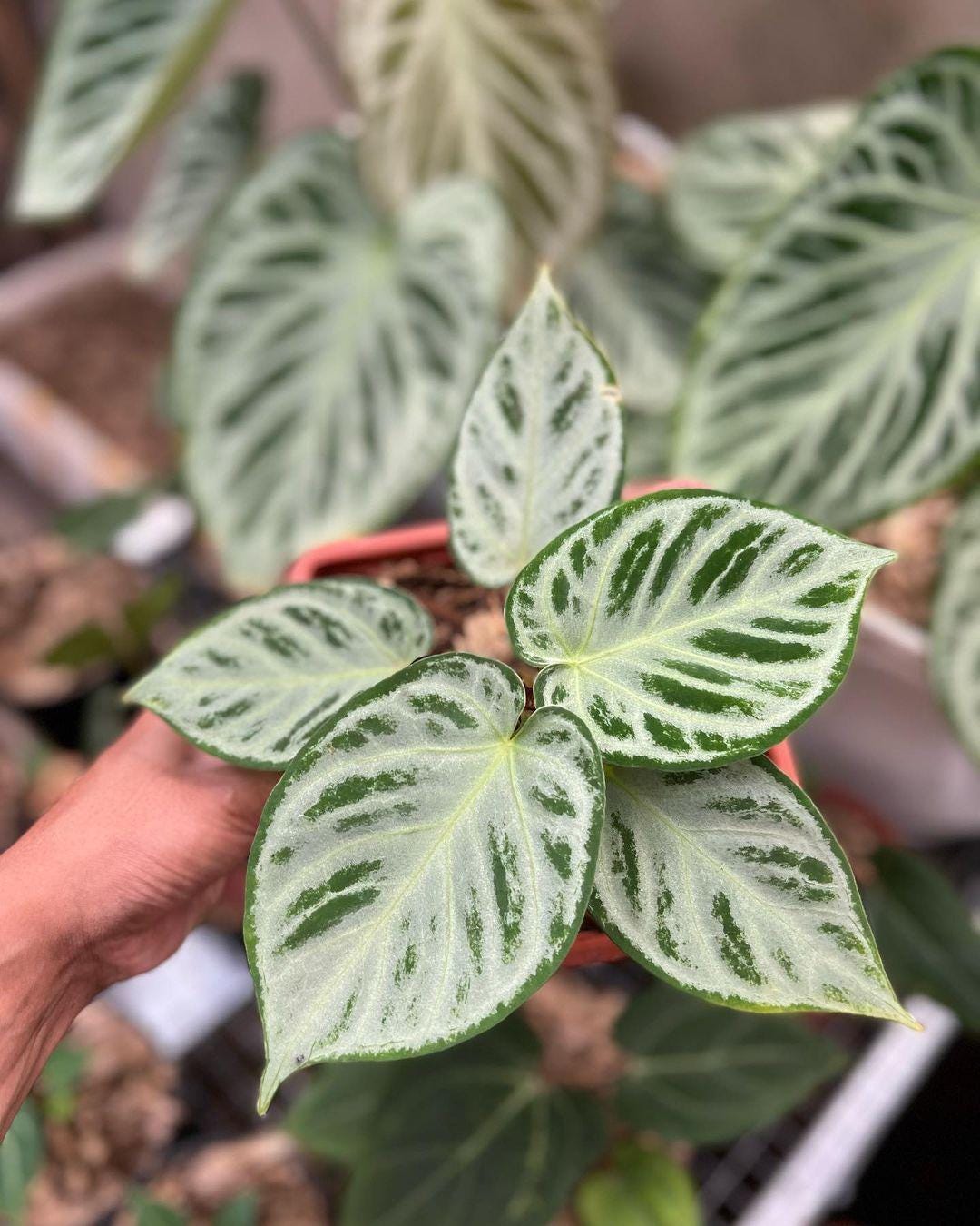 Anthurium Silver Chrome medium Size Free Phytosanitary DHL Express - Etsy