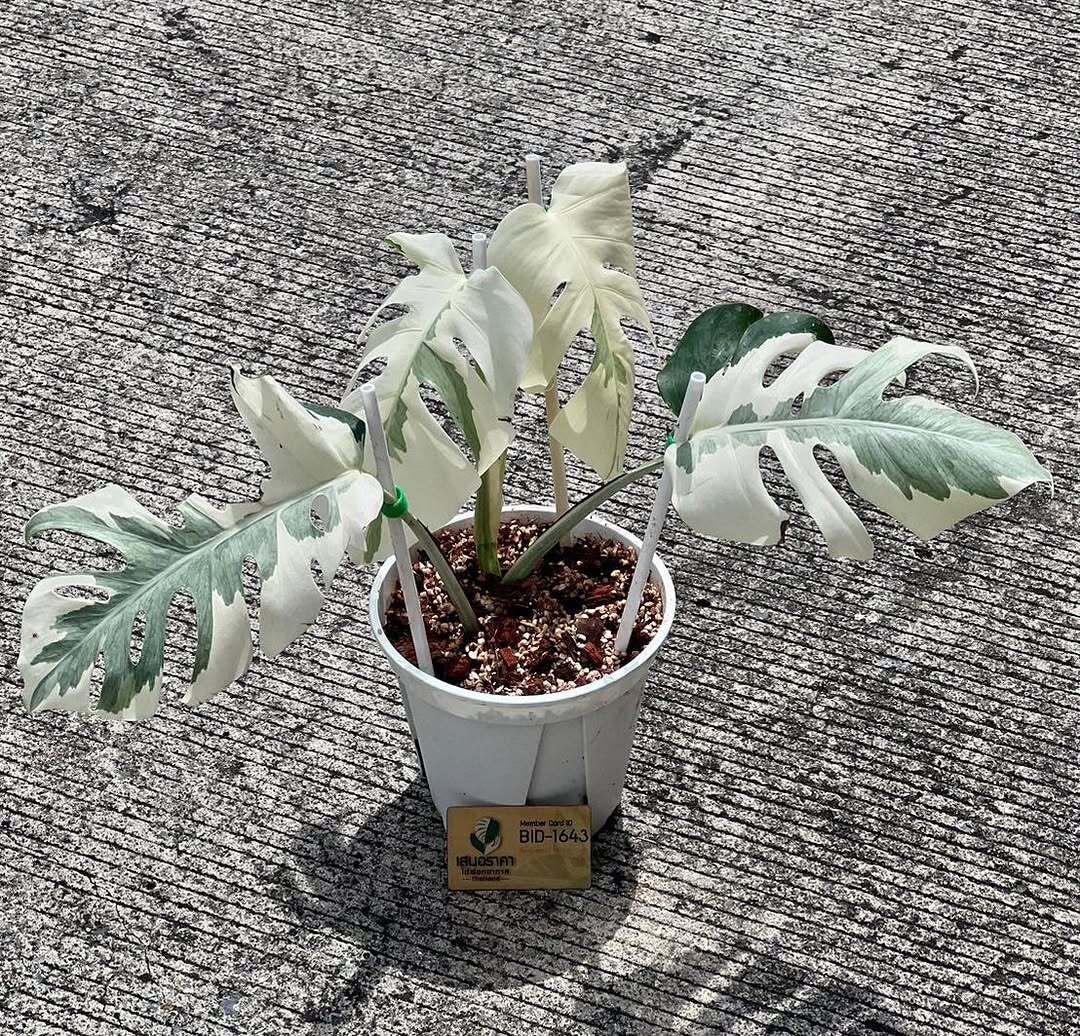 Real Picture Monstera White Ghost Lava Variegated RARE ITEM Good ...