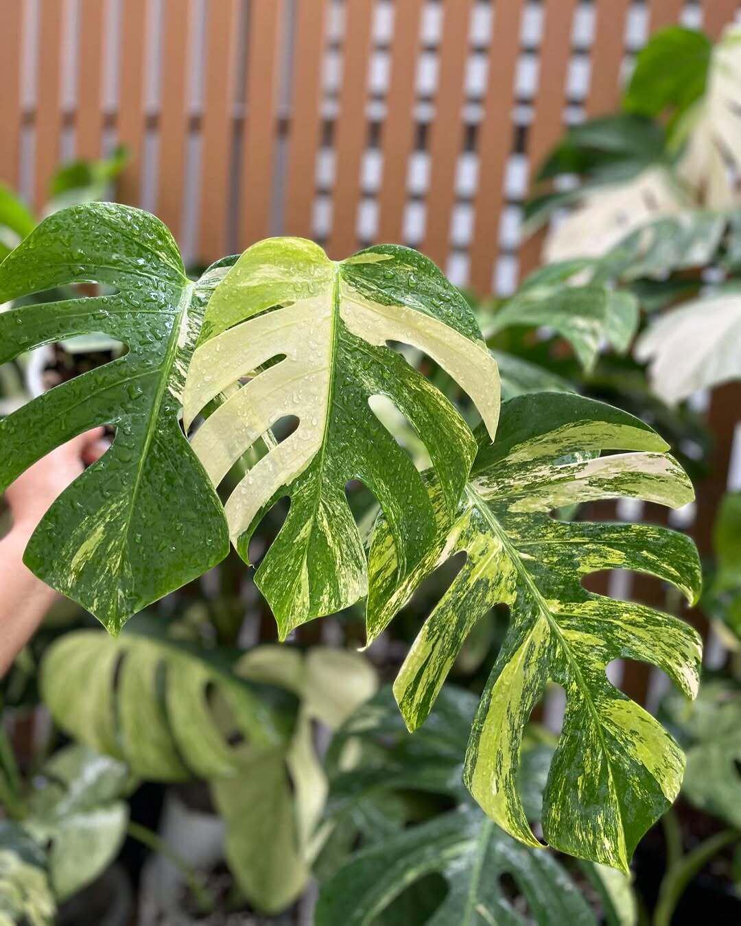 Monstera Aurea Yellow Variegated 3 Leaf Large Size Free Phytosanitary ...