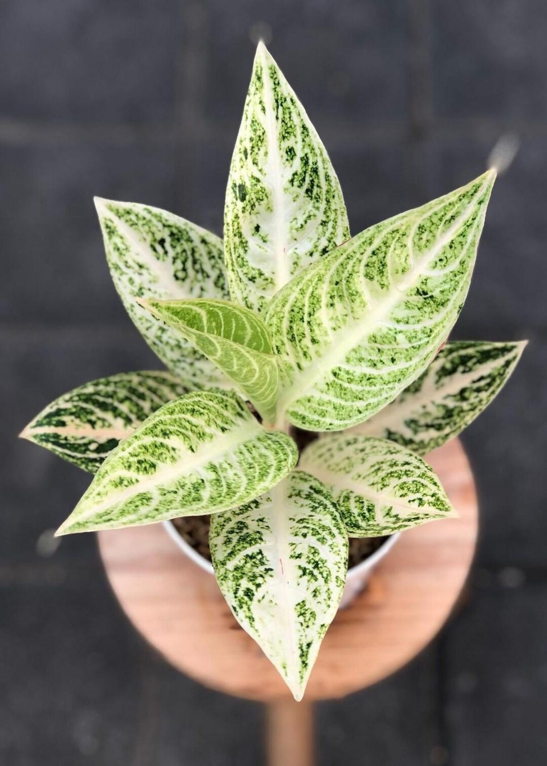 Aglaonema White Legacy Good Condition Free Phytosanitary DHL Express - Etsy
