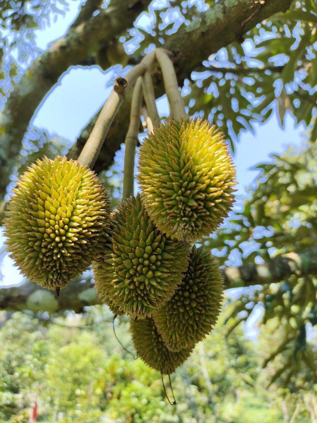 Grafted Fruit Tree Durian Turtle Good Condition & Free Phytosanitary ...