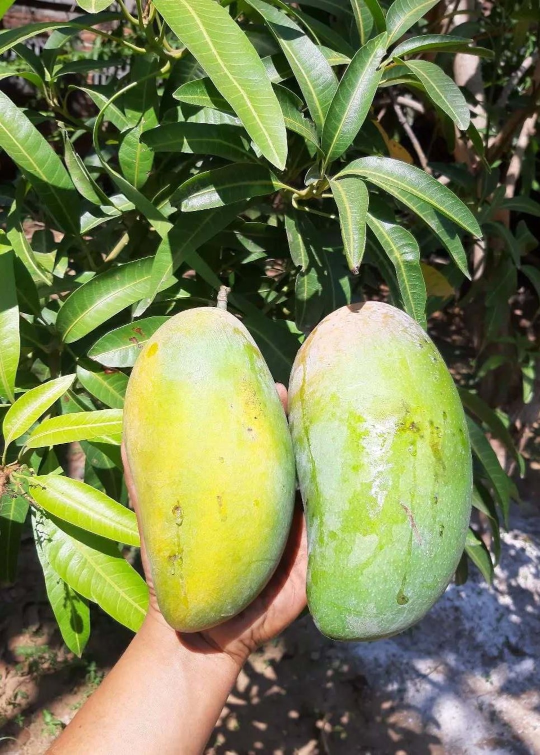 Grafted Fruit Tree Mango Kiojay Good Condition & Free Phytosanitary DHL ...