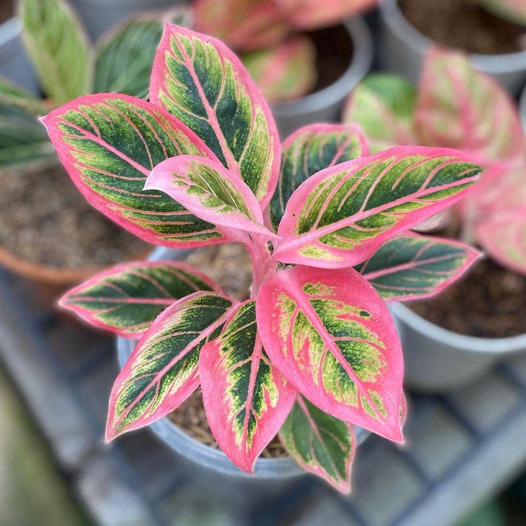 Aglaonema Lotus Delight Good Condition Free Phytosanitary DHL Express ...