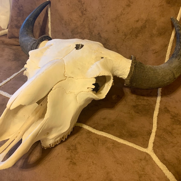 Bison Skull - Etsy