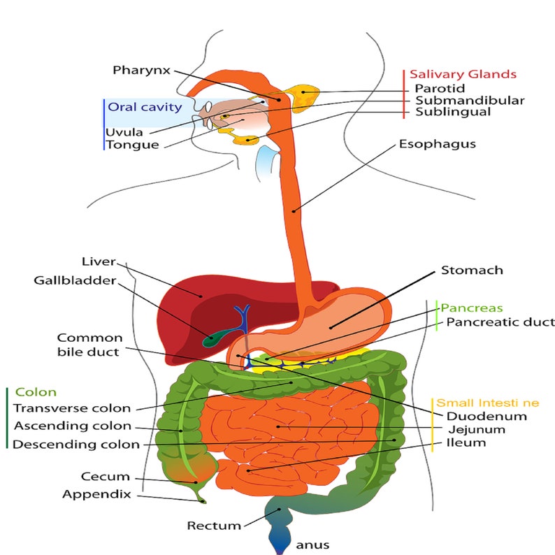 Classroom Poster Biology the Digestive System 11 Inches Wide by 17 ...