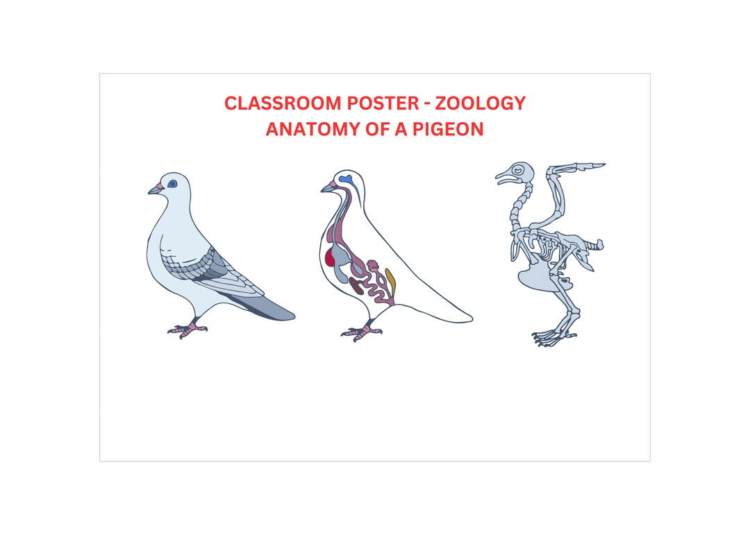 Classroom Poster - Zoology - Anatomy of the Pigeon - 56 Inches Wide by ...