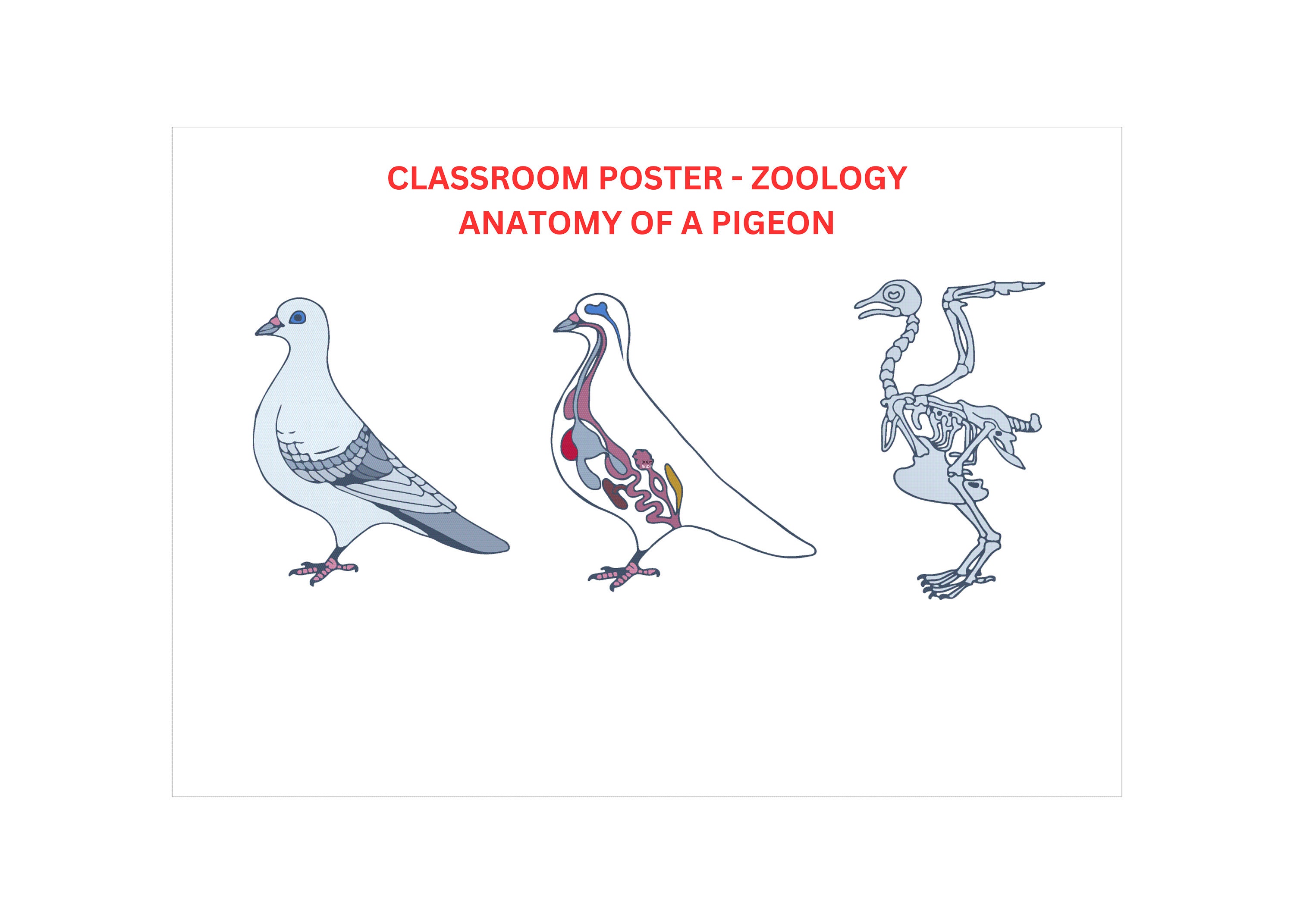 Classroom Poster - Zoology - Anatomy of the Pigeon - 56 Inches Wide by ...