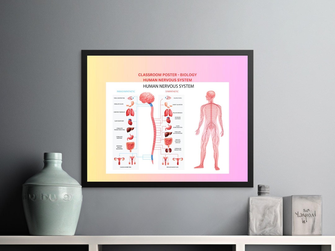 Digital Download Human Nervous System Wall Art Poster, Educational ...