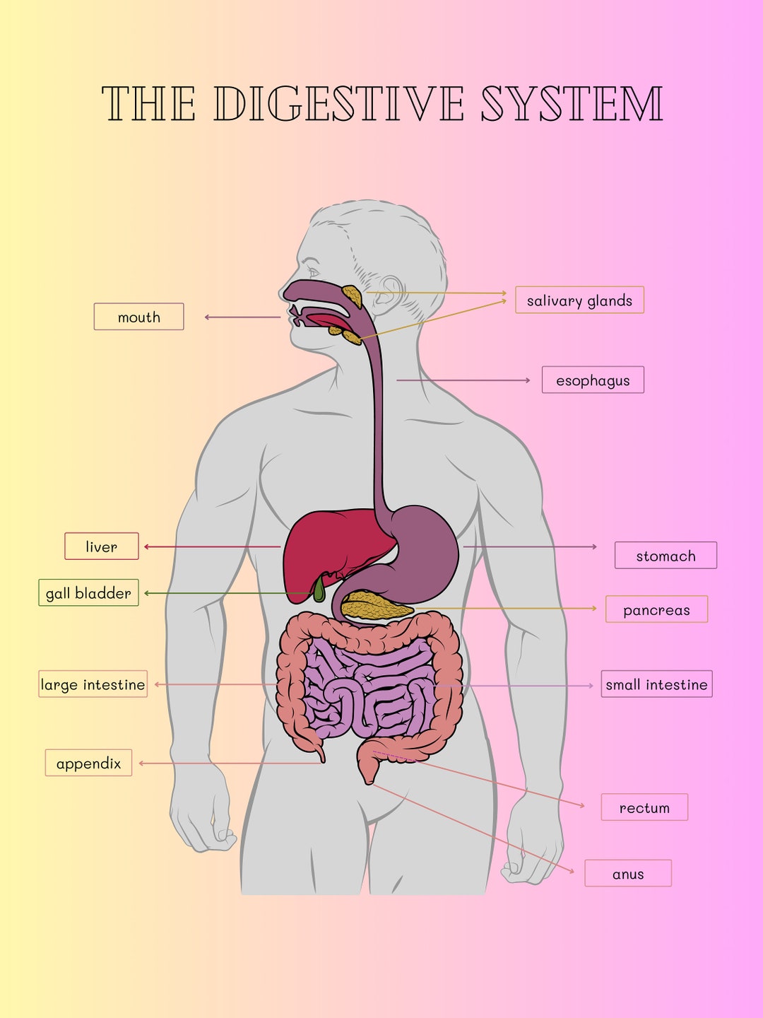 Classroom Poster Digestive System 36 Inches Wide by 48 Inches High - Etsy