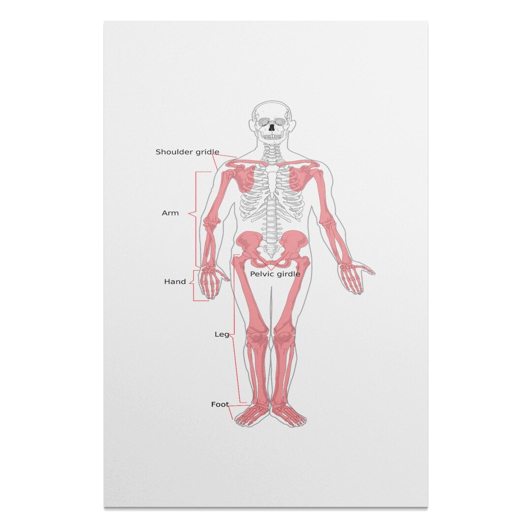 Human Skeleton Anatomy Chart Scientific Poster Medical Wall Art Educational Wall Decor