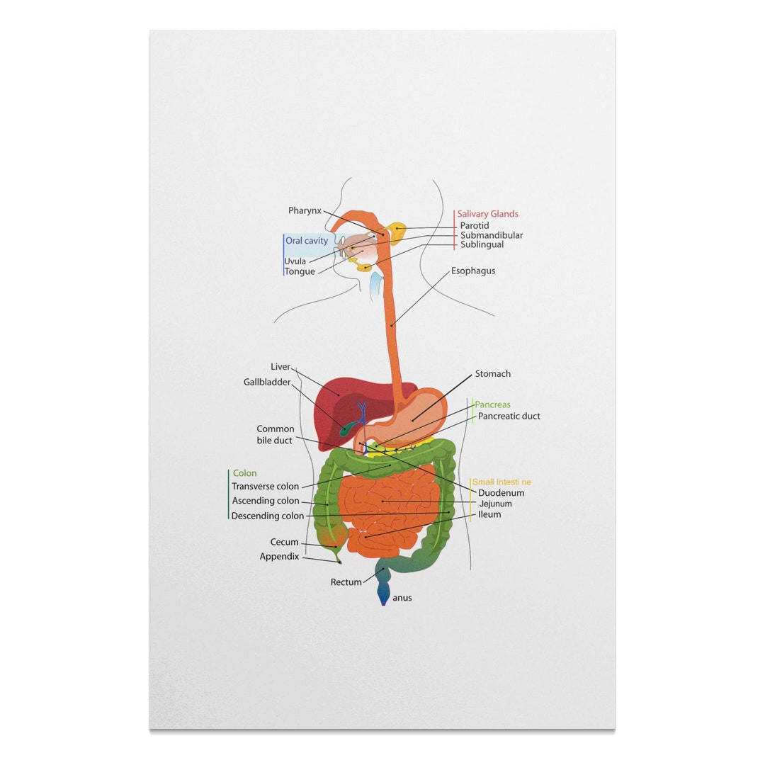 Digestive System Wall Art, Anatomical Wall Decor, Medical Student Gift ...