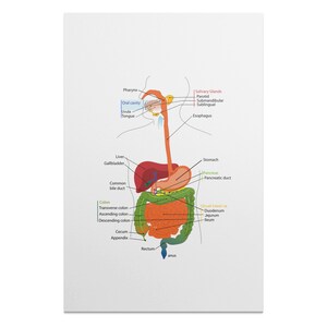 Digestive System Wall Art, Anatomical Wall Decor, Medical Student Gift ...