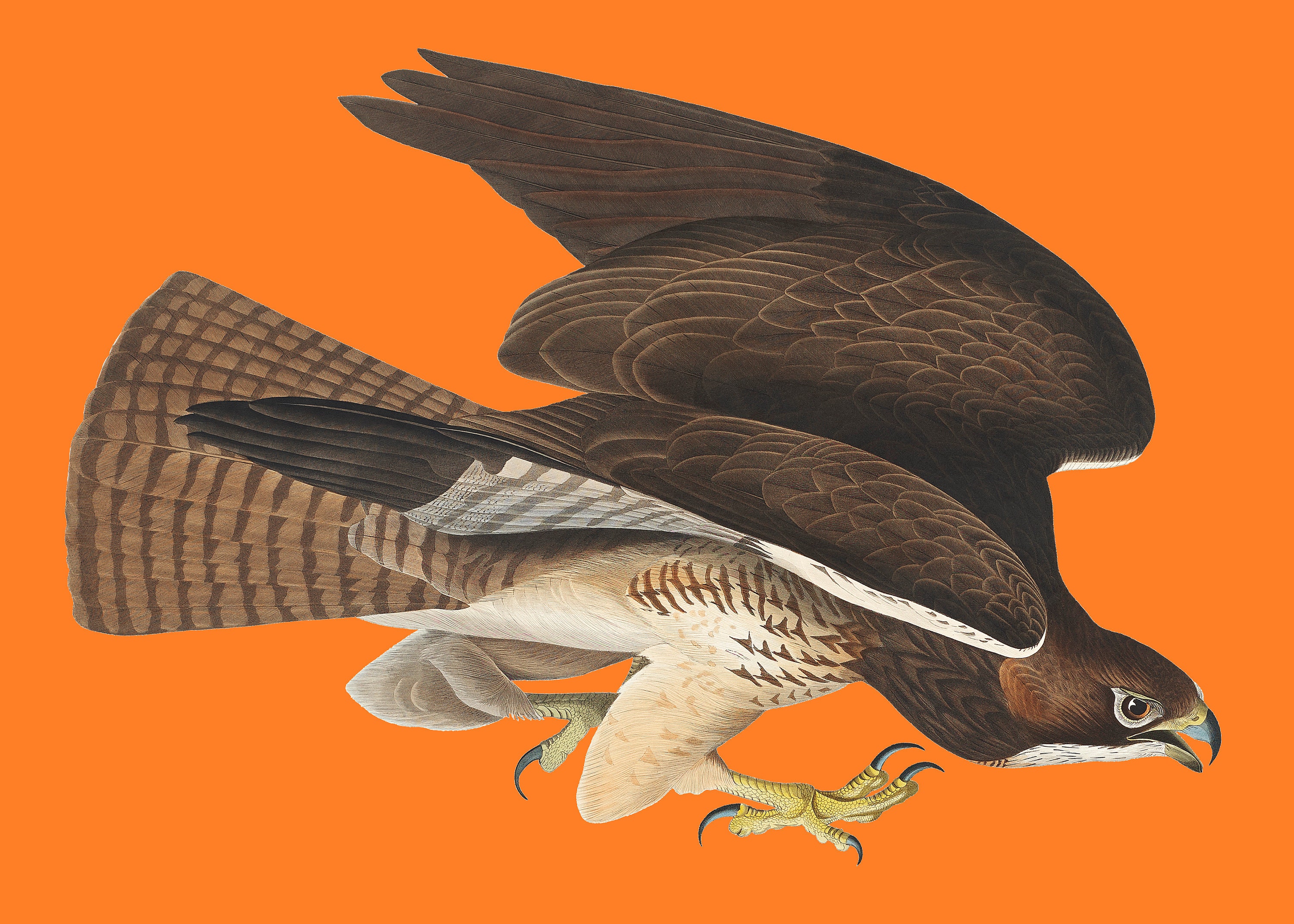 Digital Download Birds of Prey Wall Art - 36 Inches Wide by 24 Inches ...