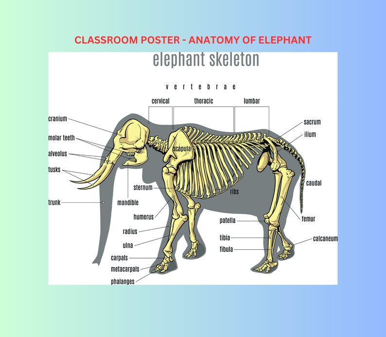 Classroom Poster Anatomy of Elephant 16 Inches Wide by 14 - Etsy