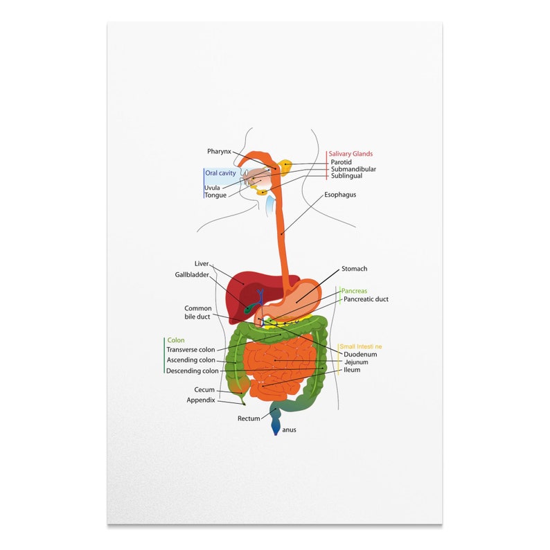 Digestive System Wall Art, Anatomical Wall Decor, Medical Student Gift ...