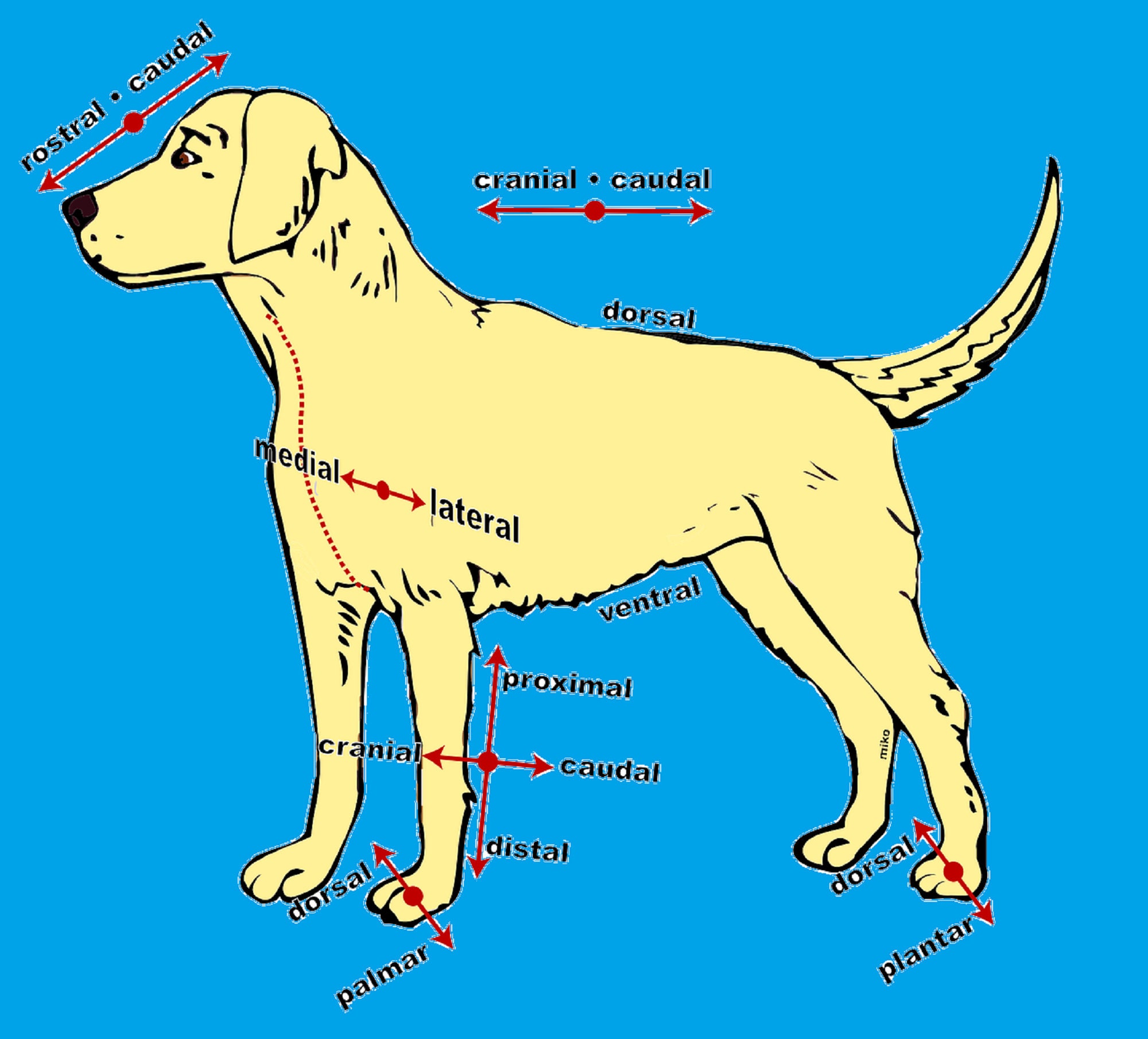 Classroom Poster Anatomy Anatomy of a Dog 27 Inches Wide by 40 Inches ...