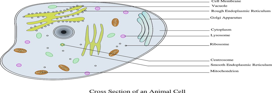Classroom Poster - Biology - the Animal Cell 11 Inches Wide by 17 ...