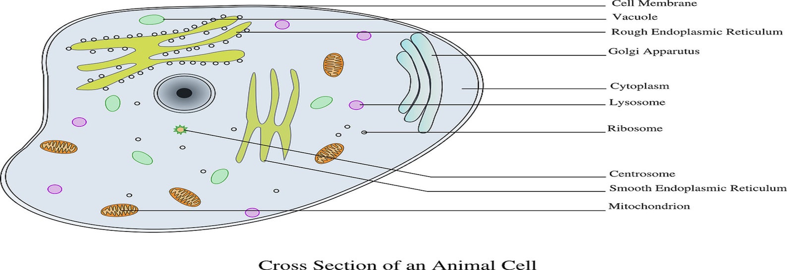 Classroom Poster - Biology - the Animal Cell 11 Inches Wide by 17 ...
